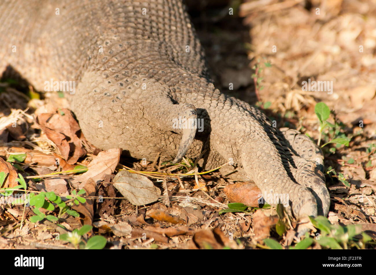 Tiere mit krallen -Fotos und -Bildmaterial in hoher Auflösung – Alamy