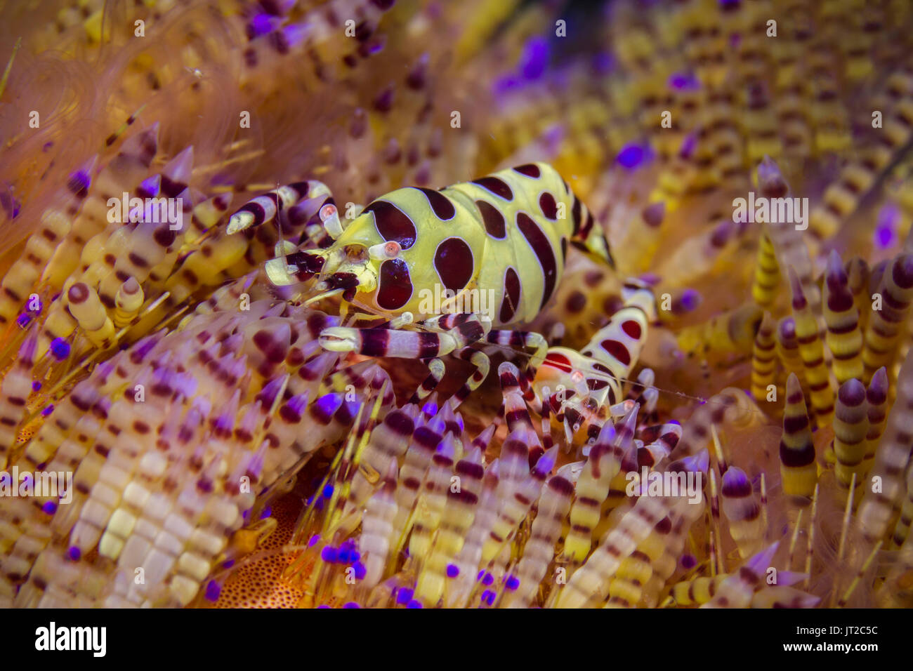 Periclimenes colemani -Fotos und -Bildmaterial in hoher Auflösung – Alamy