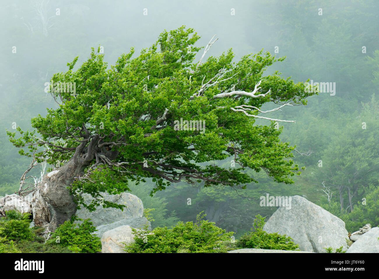 Geheimnisvoller baum -Fotos und -Bildmaterial in hoher Auflösung – Alamy