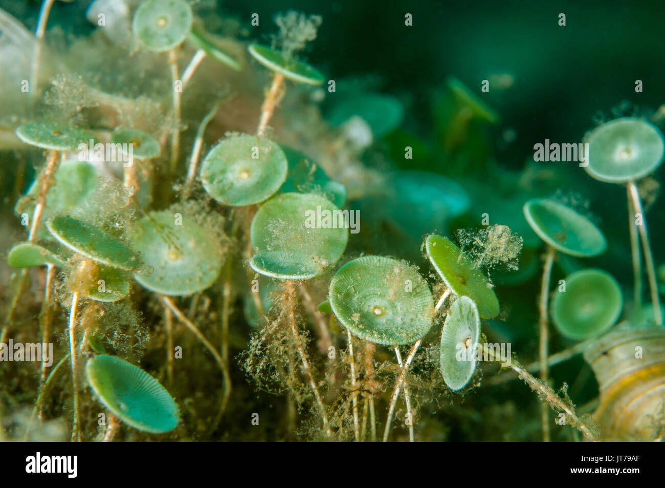 Mermaids cup algae -Fotos und -Bildmaterial in hoher Auflösung – Alamy