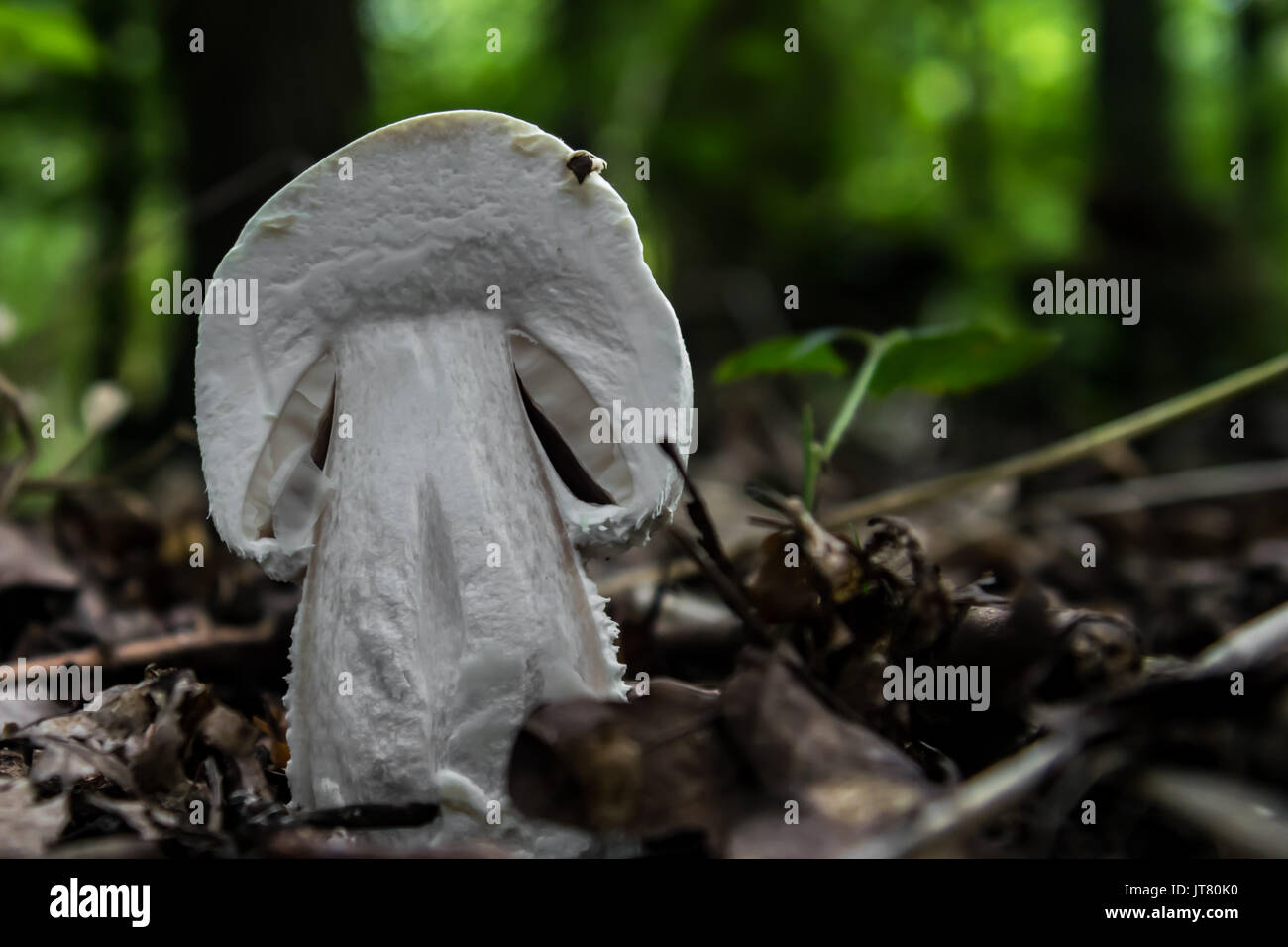 Pilzliche taxonomie -Fotos und -Bildmaterial in hoher Auflösung – Alamy
