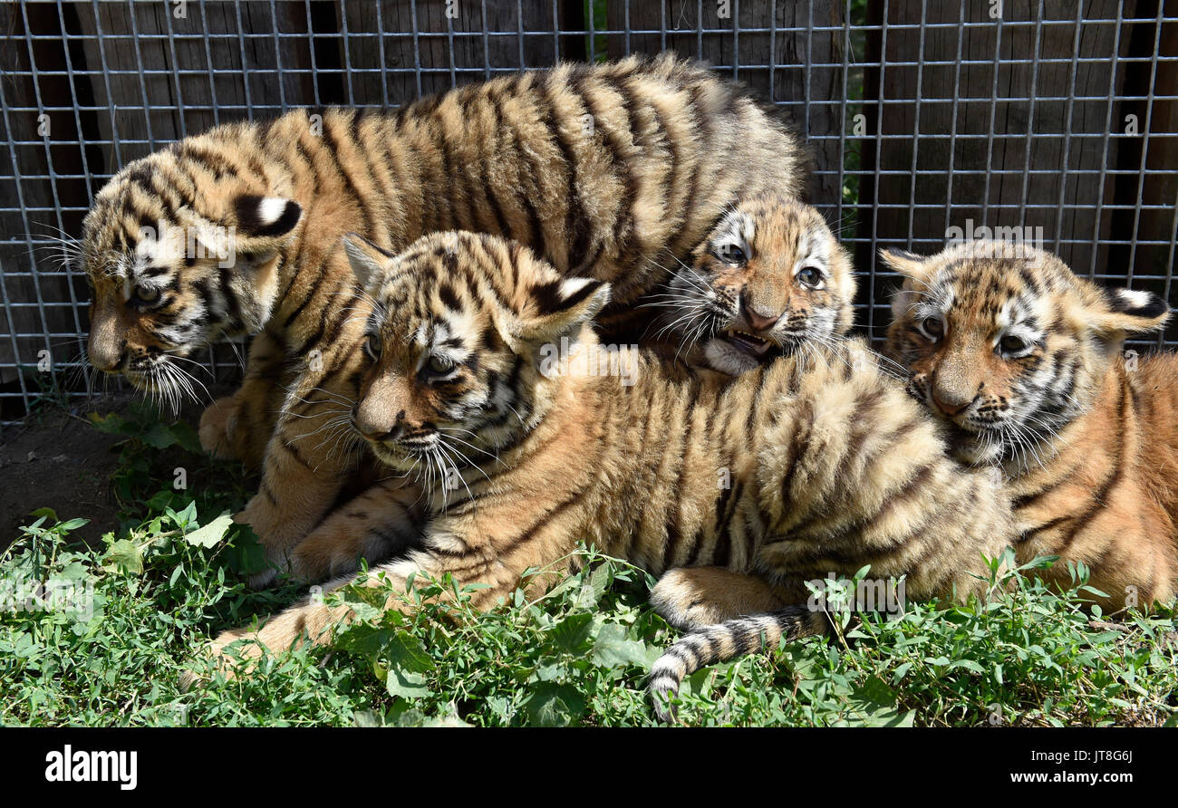 Junge tiger -Fotos und -Bildmaterial in hoher Auflösung - Seite 2 - Alamy