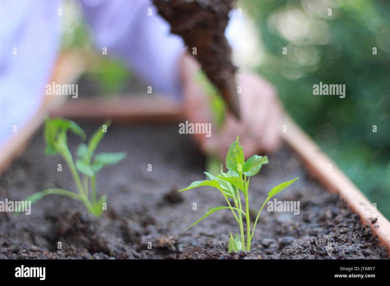 Setzlinge landwirtschaft -Fotos und -Bildmaterial in hoher Auflösung ...