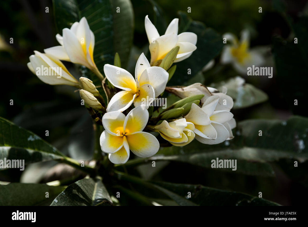 Addis ababa garden -Fotos und -Bildmaterial in hoher Auflösung – Alamy
