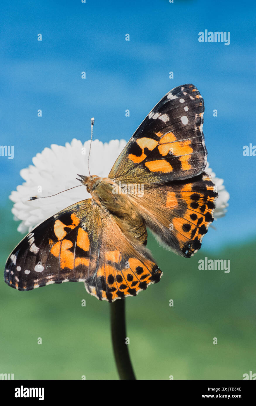 Vanessa Cardui Raupe Stockfotos und -bilder Kaufen - Alamy