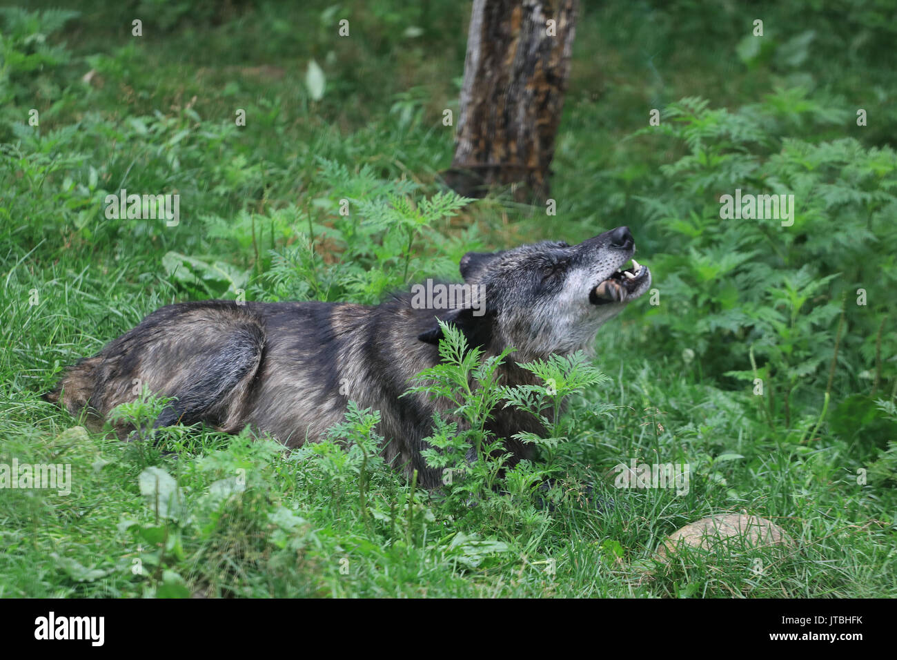 Gray Wolf Canis Lupus Eating Stockfotos und -bilder Kaufen - Alamy