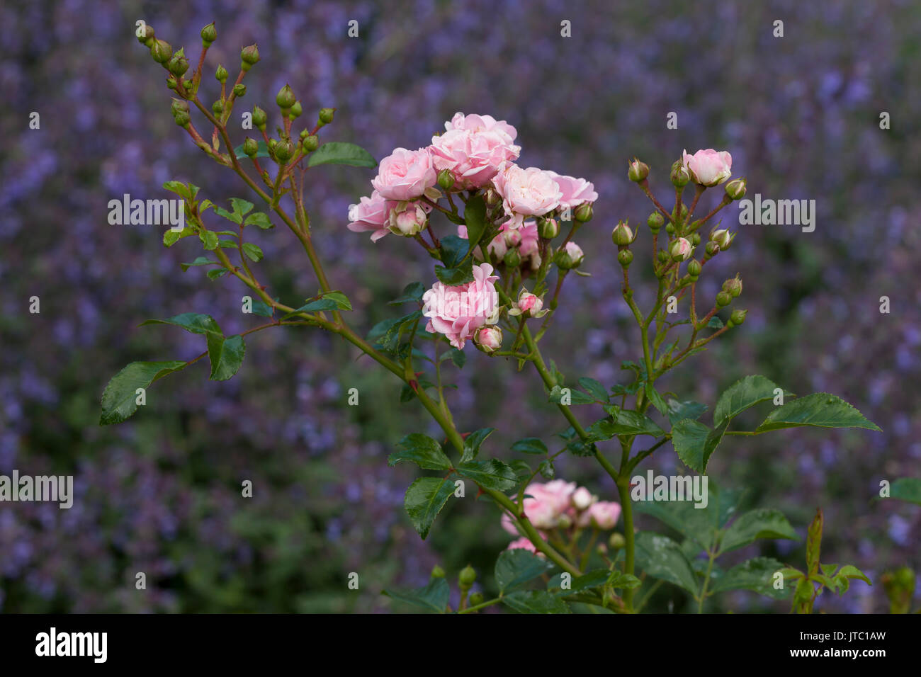 Rose bush -Fotos und -Bildmaterial in hoher Auflösung – Alamy