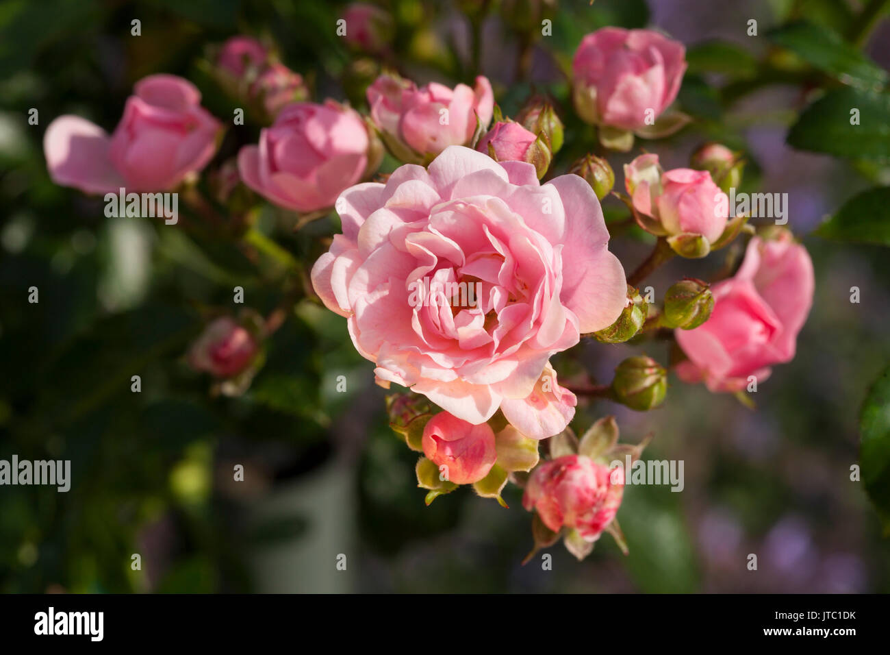 Rose bush -Fotos und -Bildmaterial in hoher Auflösung – Alamy
