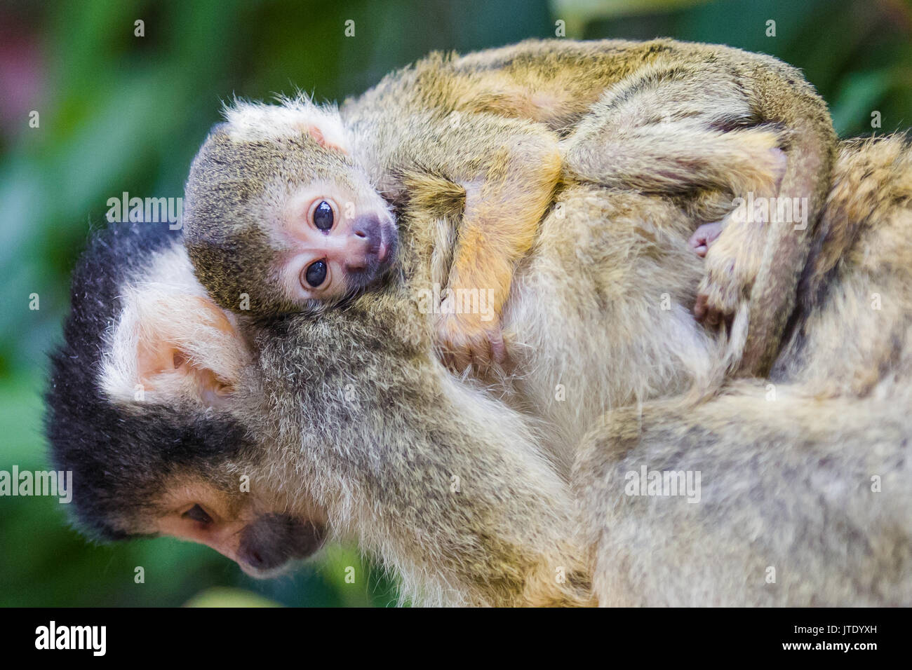 Baby affe und mutter -Fotos und -Bildmaterial in hoher Auflösung – Alamy