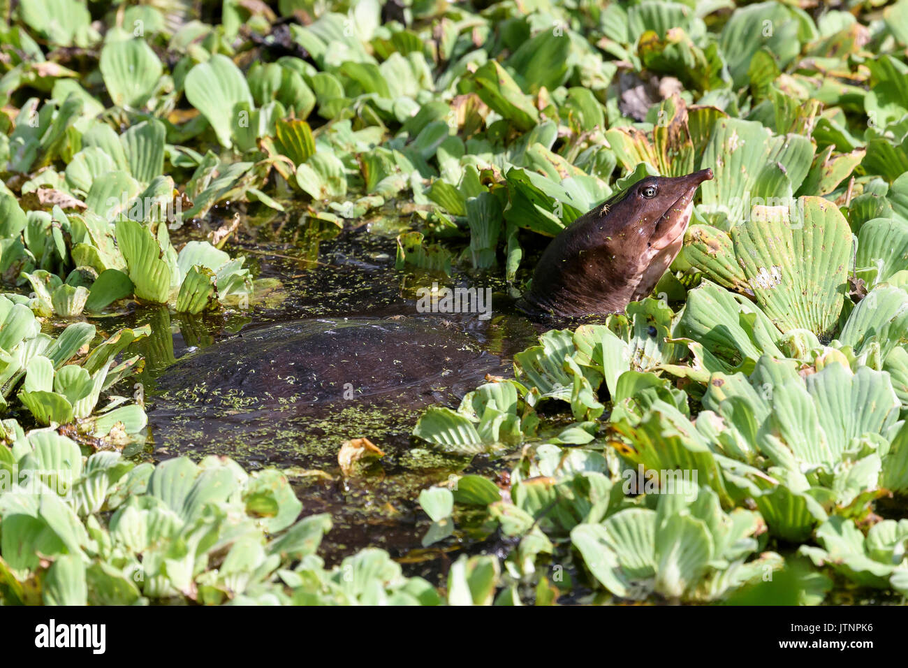 Florida softshell turtle (Apalone ferox), Corkscrew Swamp Sanctuary ...