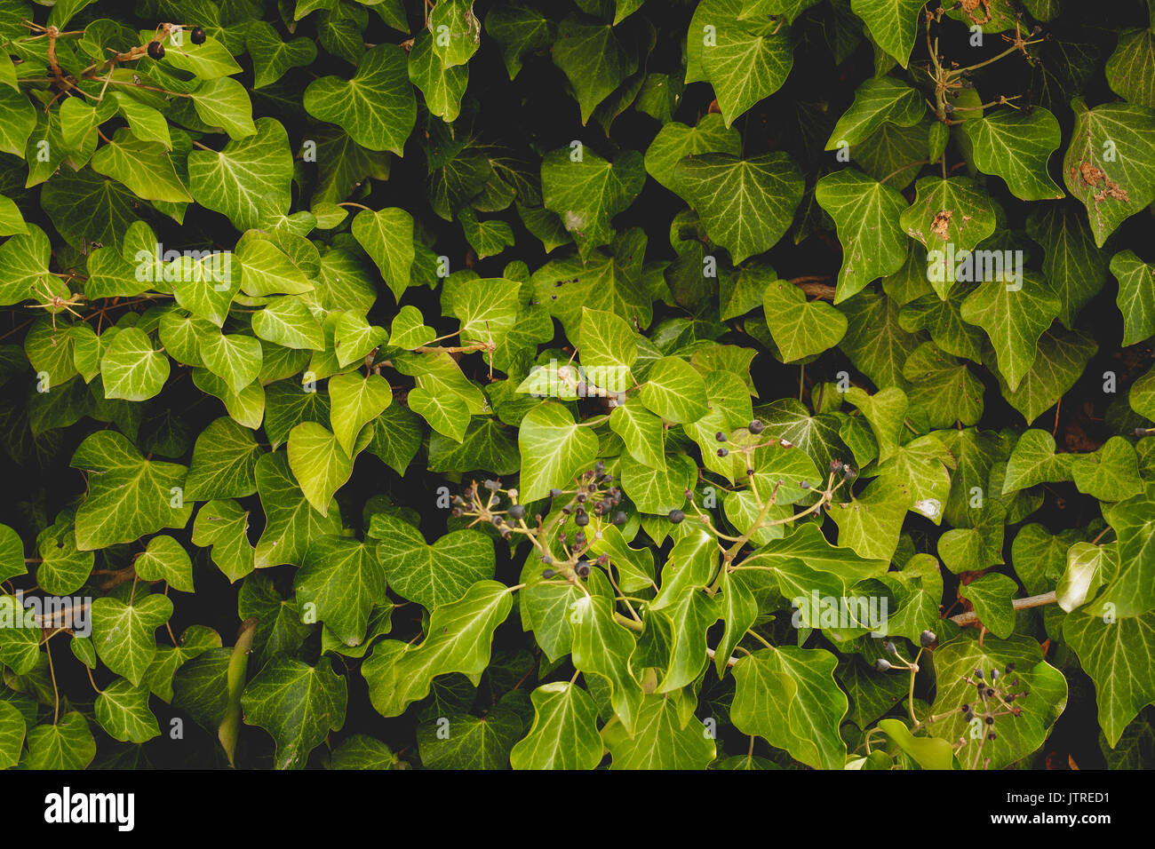 Vintage efeu -Fotos und -Bildmaterial in hoher Auflösung – Alamy