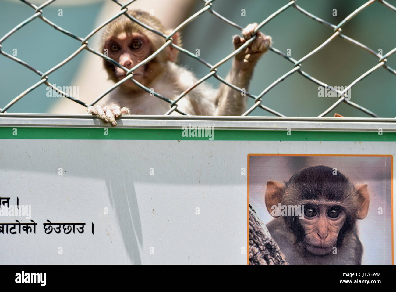 Puskar nepal fotografie -Fotos und -Bildmaterial in hoher Auflösung – Alamy