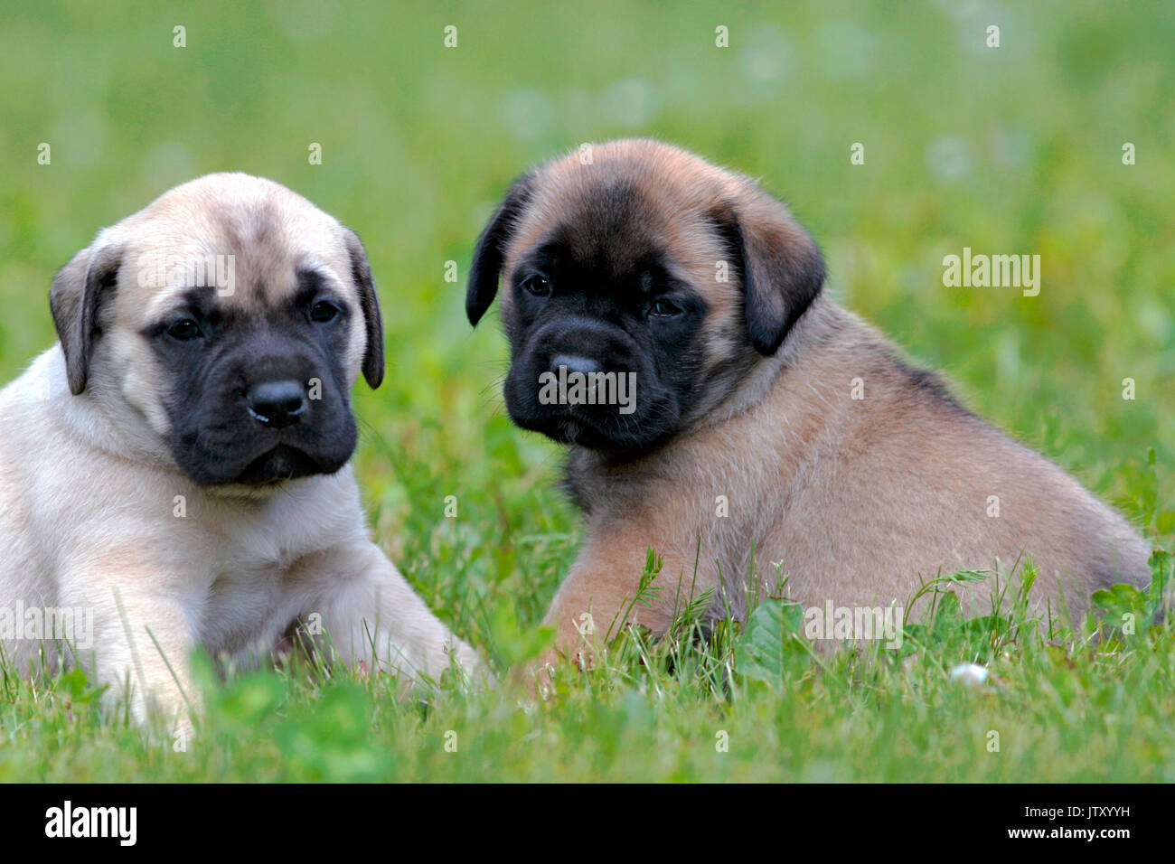 Englischer Mastiff Welpe