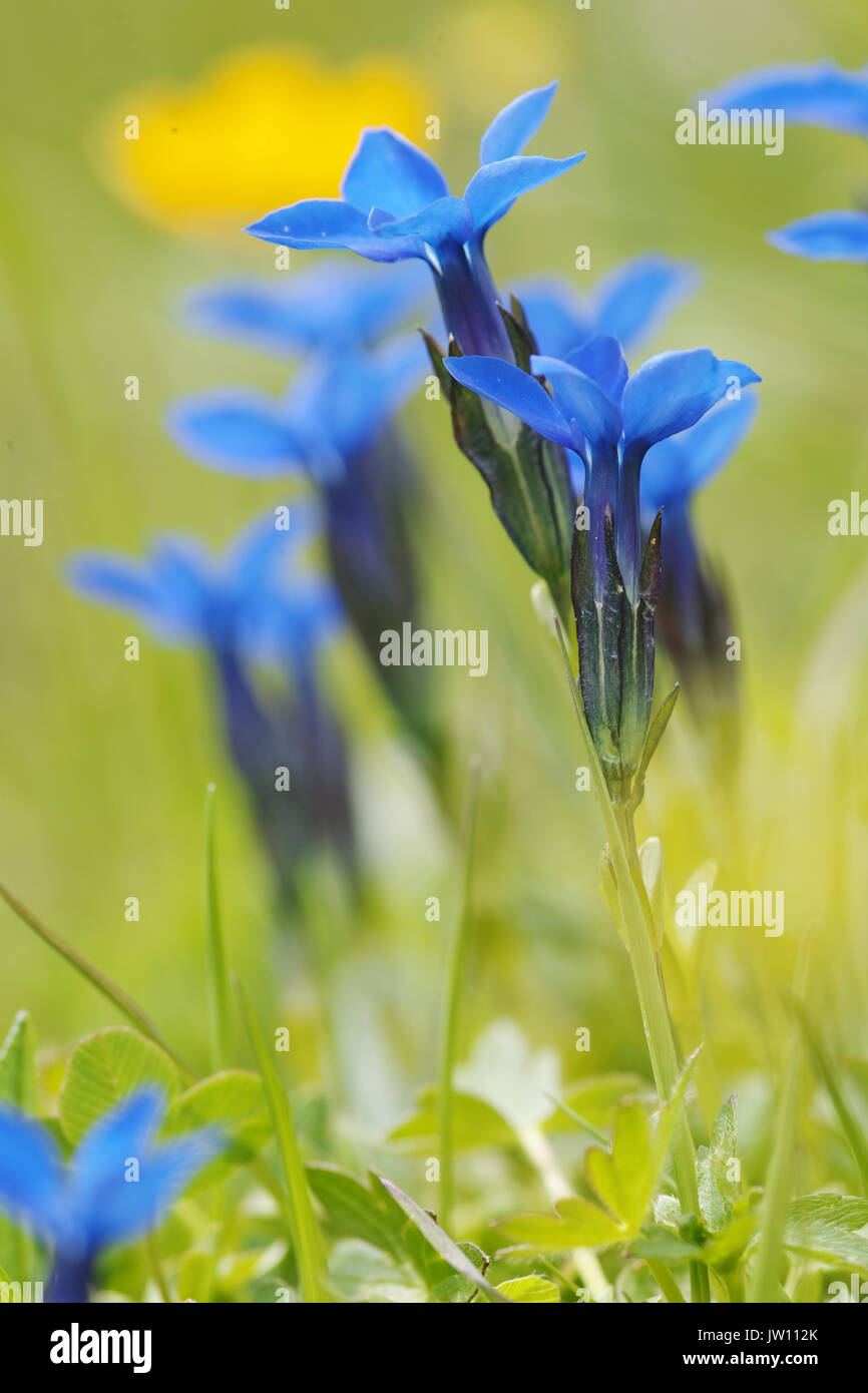 Gentiana verna alps -Fotos und -Bildmaterial in hoher Auflösung - Seite ...