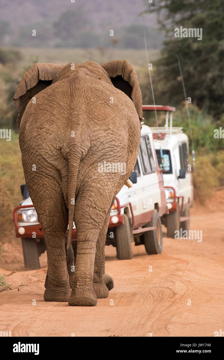Elefant schiebt auto -Fotos und -Bildmaterial in hoher Auflösung – Alamy