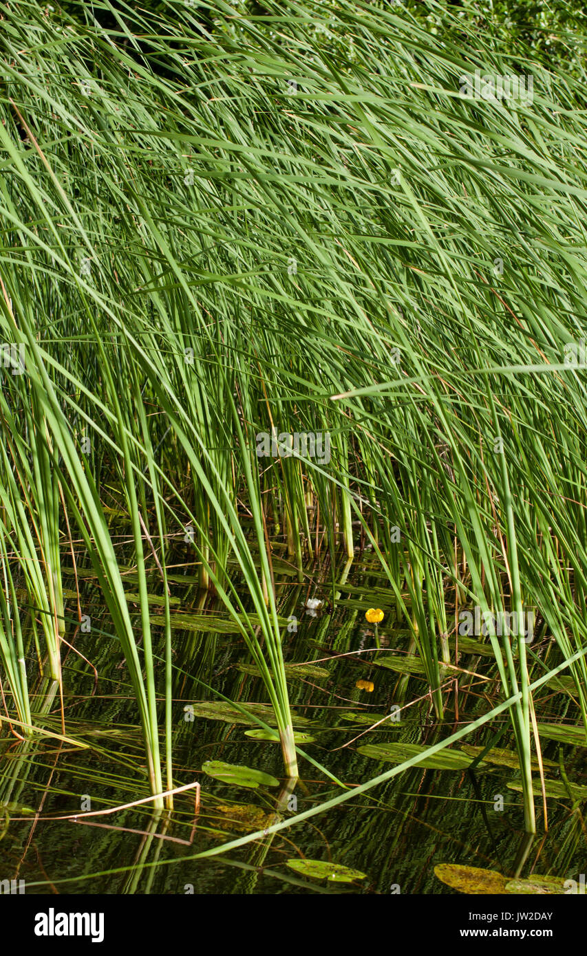 Schilf und Seerosen in einem See in Schweden Stockfotografie - Alamy Schilf und Seerosen in einem See in Schweden Stockfotografie - Alamy