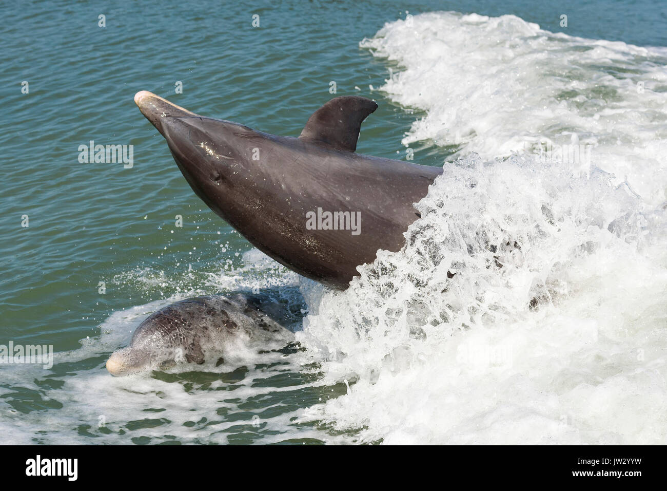 Delphin und sein baby -Fotos und -Bildmaterial in hoher Auflösung – Alamy