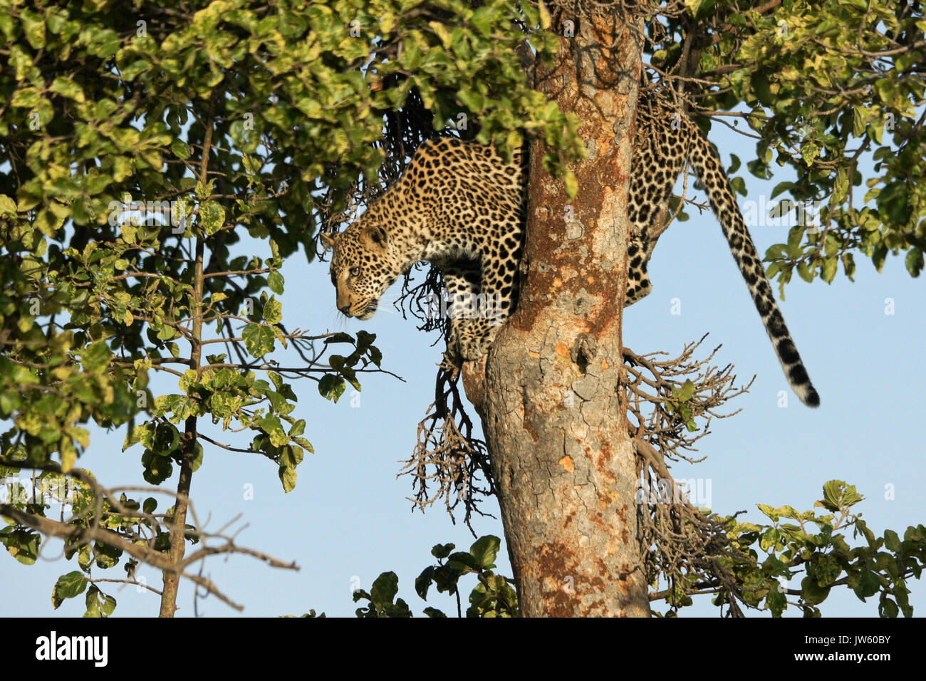 Leoparden springen -Fotos und -Bildmaterial in hoher Auflösung – Alamy