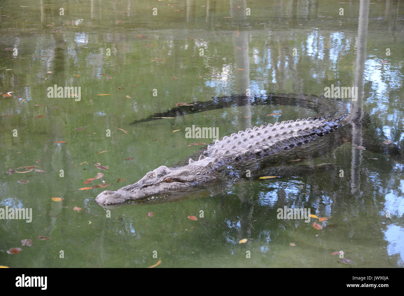 Indo pazifisches krokodil salzwasserkrokodil -Fotos und -Bildmaterial ...
