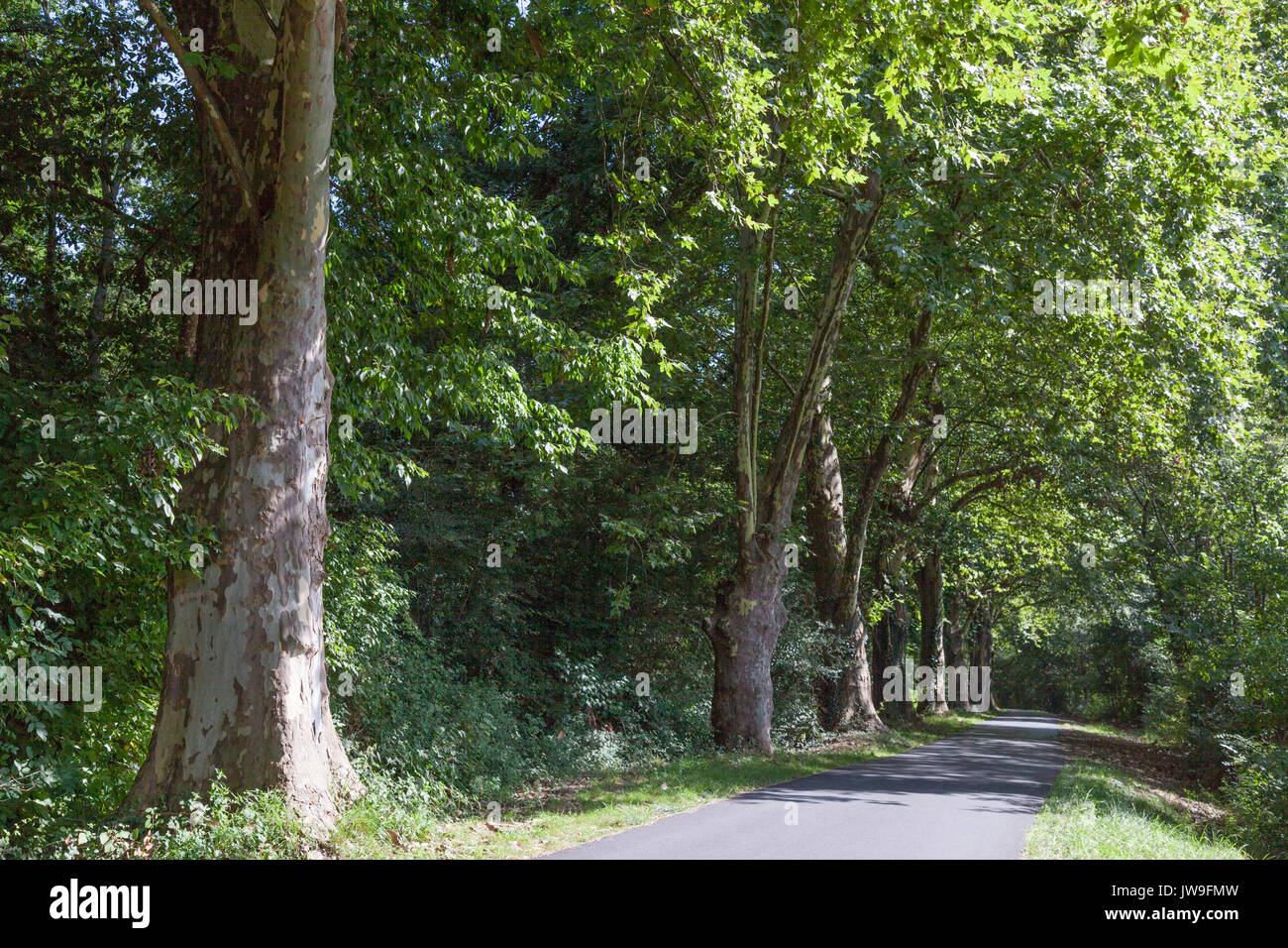 Le platane commun -Fotos und -Bildmaterial in hoher Auflösung – Alamy
