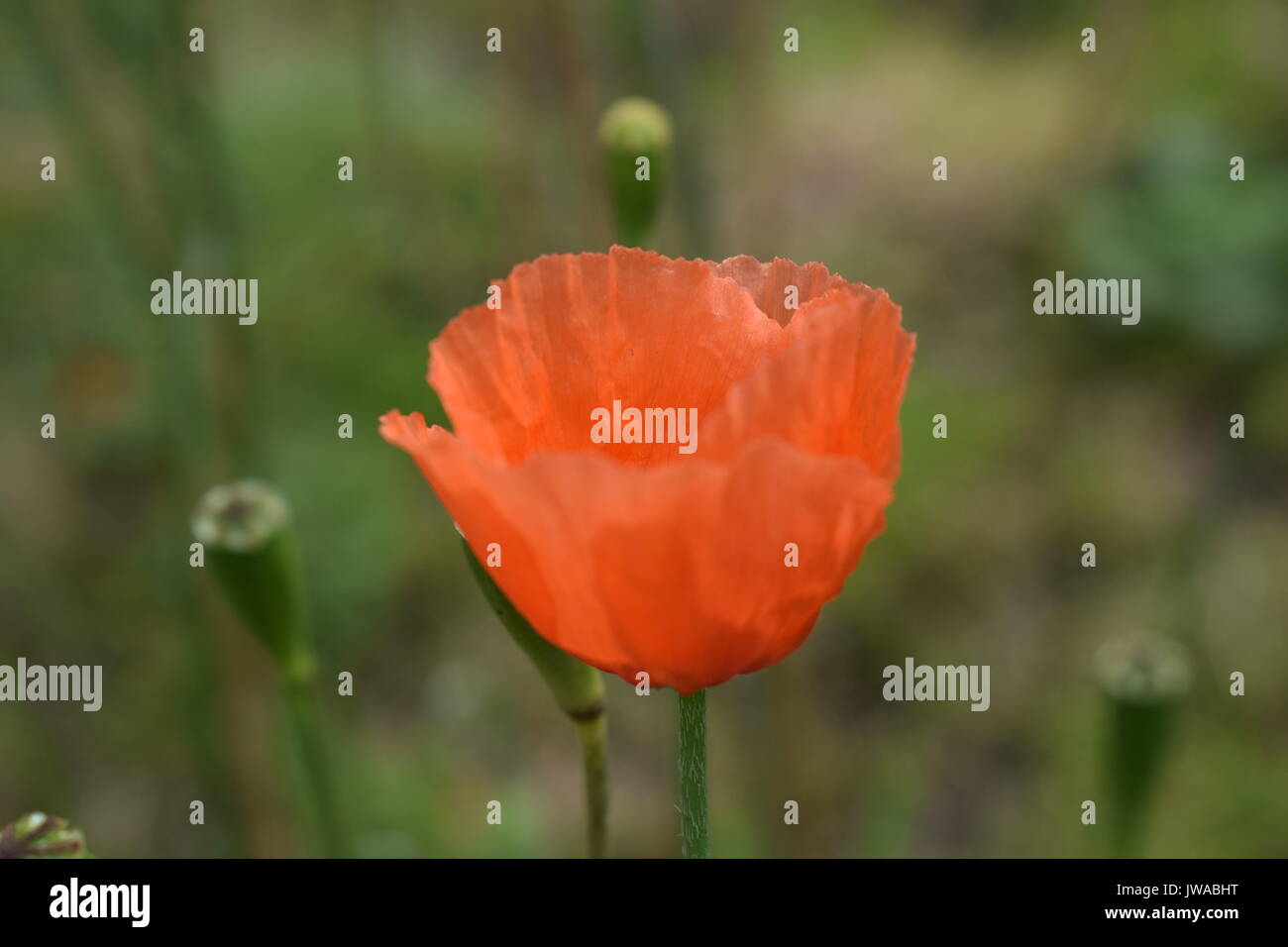 Mohn keimling -Fotos und -Bildmaterial in hoher Auflösung – Alamy