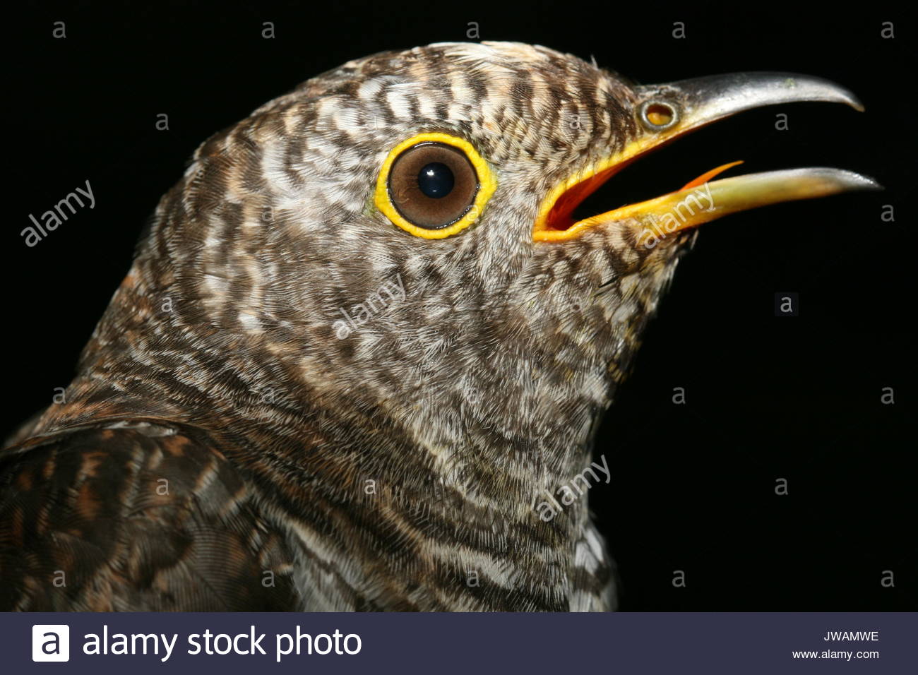 Junger Kuckuck Stockfotos & Junger Kuckuck Bilder - Alamy