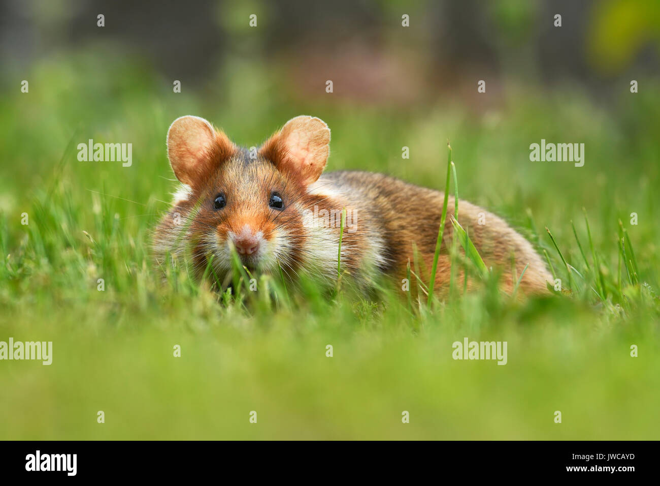 European hamster cricetus cricetus looking -Fotos und -Bildmaterial in ...