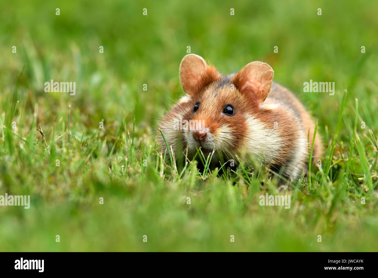 European hamster cricetus cricetus looking -Fotos und -Bildmaterial in ...