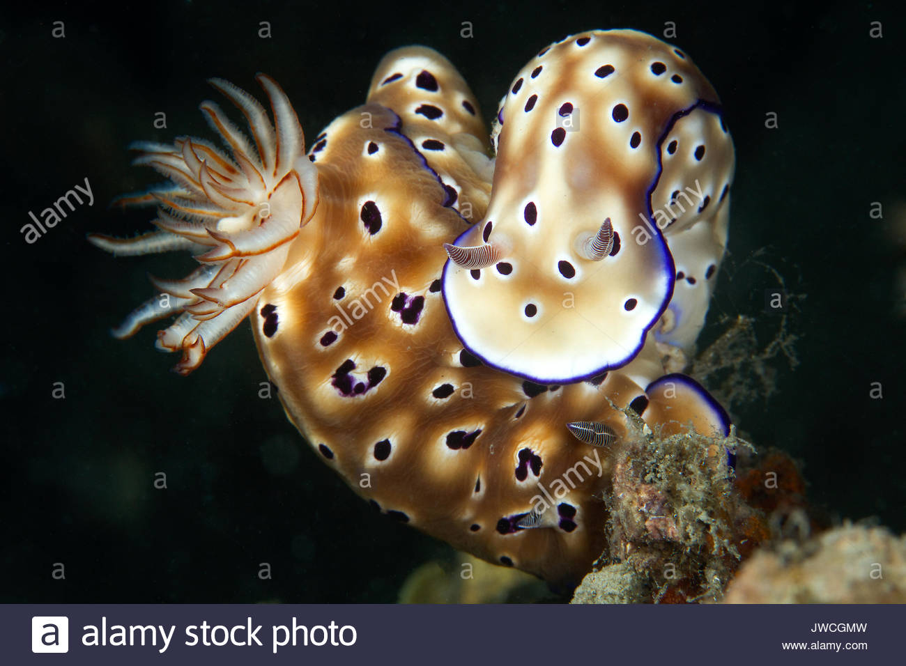 Mating Behaviour Stockfotos und -bilder Kaufen - Alamy