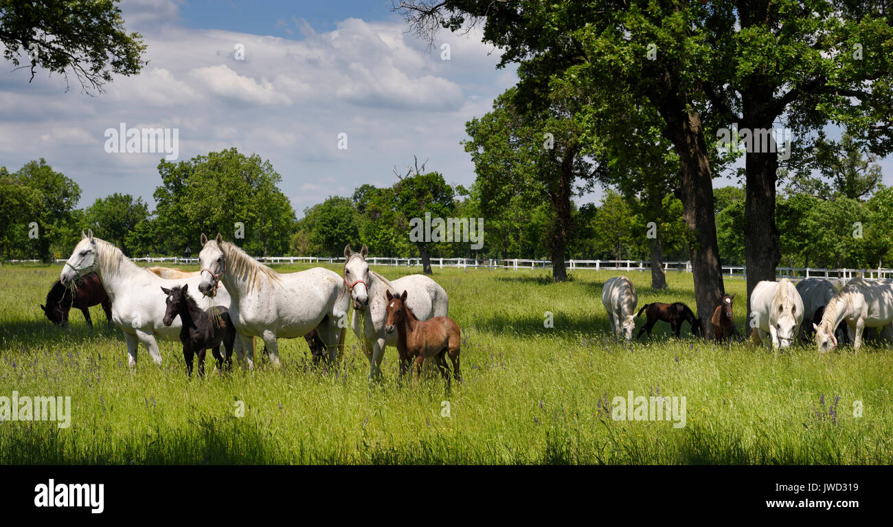 Lipica slowenien -Fotos und -Bildmaterial in hoher Auflösung – Alamy