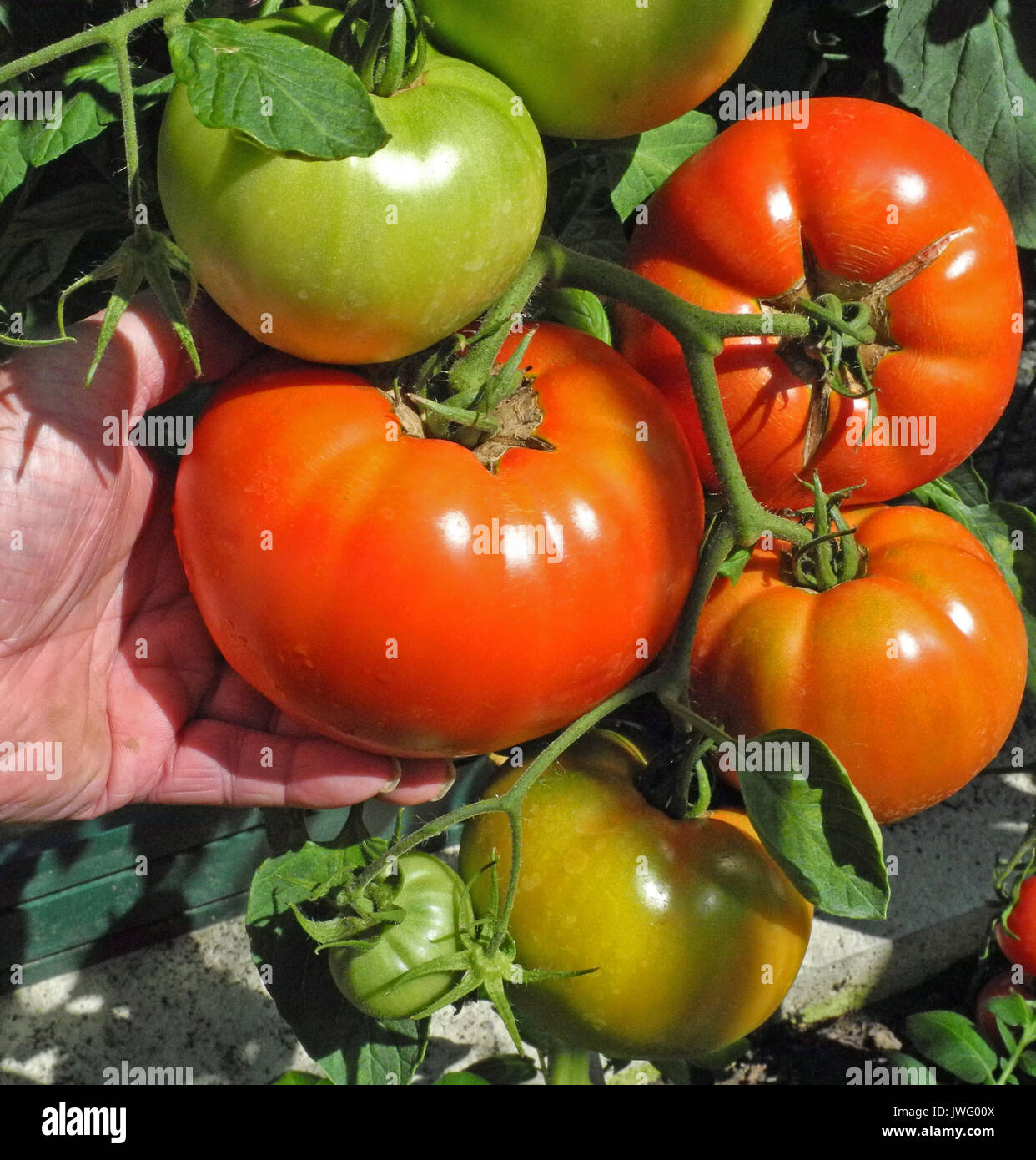 Ein Rindfleisch Tomaten- oder beefsteak Tomaten ist eine der größten ...