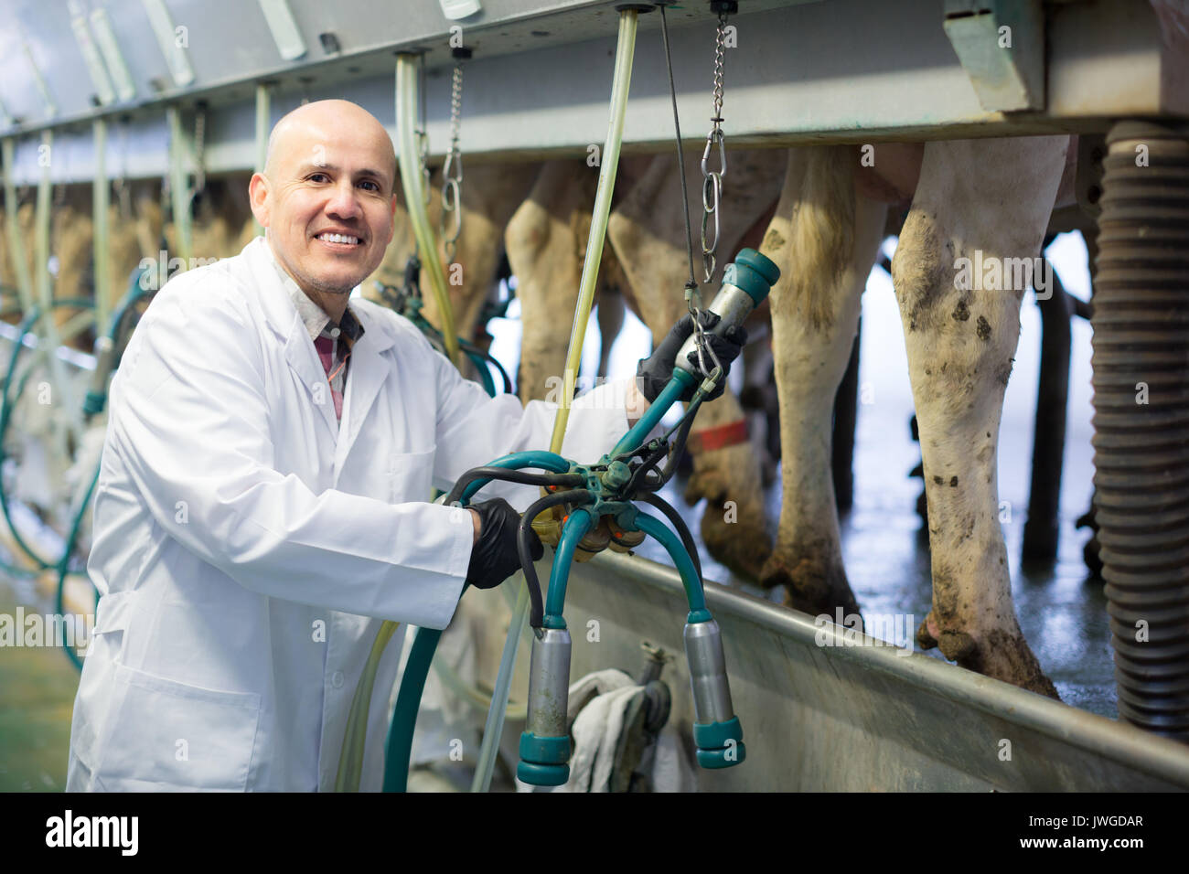Melkerin im kuhstall -Fotos und -Bildmaterial in hoher Auflösung – Alamy