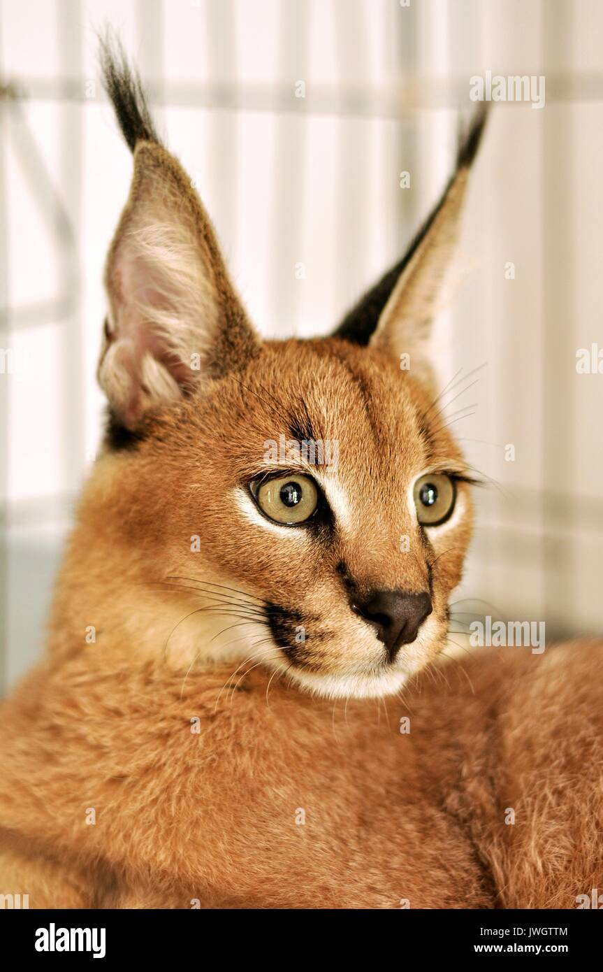 Caracal Hunting Stockfotos & Caracal Hunting Bilder - Alamy