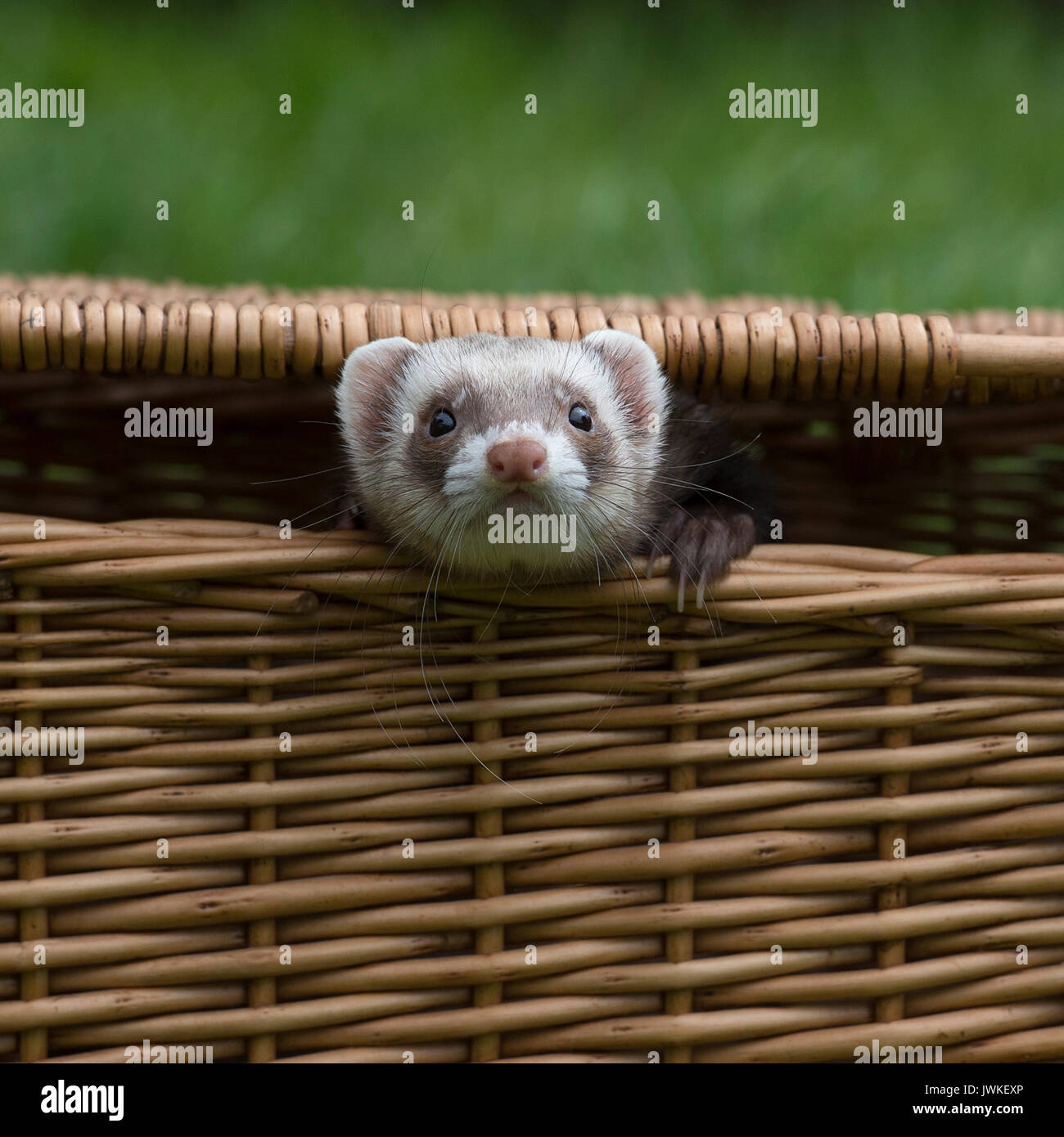 Ein frettchen -Fotos und -Bildmaterial in hoher Auflösung – Alamy