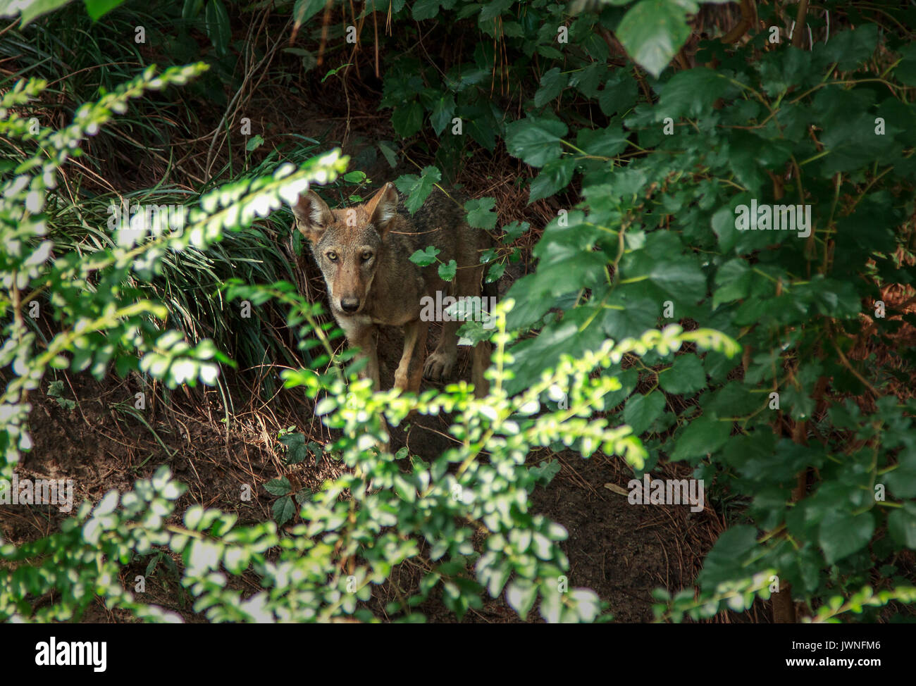 Endangered red wolf canis rufus -Fotos und -Bildmaterial in hoher ...