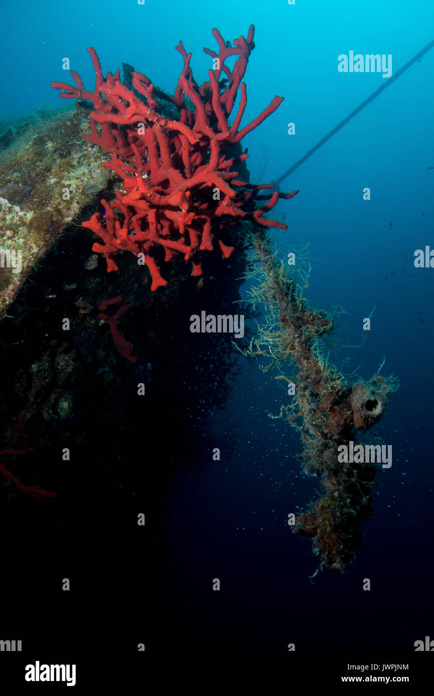 Hurghada tauchen -Fotos und -Bildmaterial in hoher Auflösung – Alamy