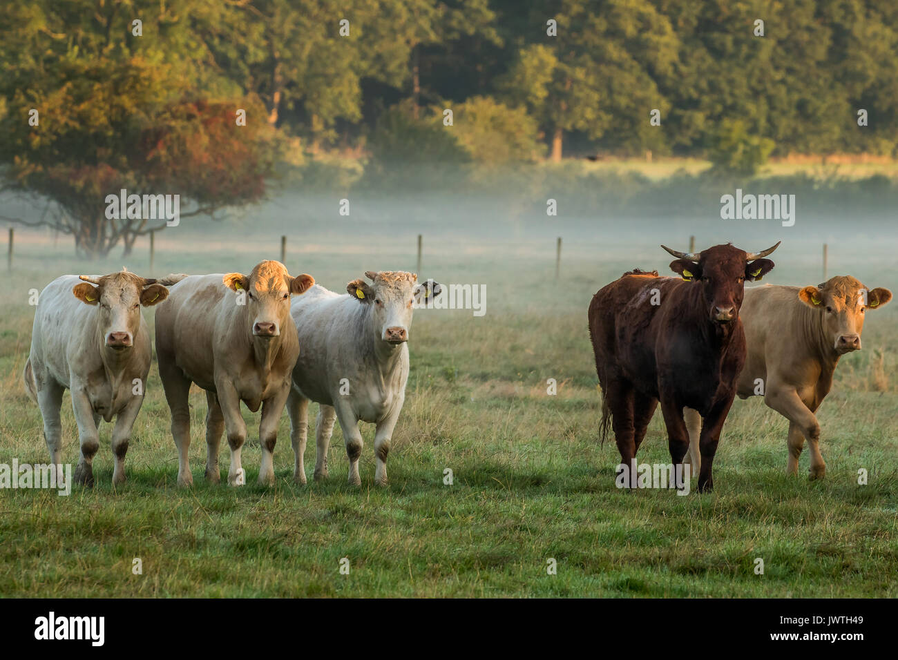 Limousin bulls -Fotos und -Bildmaterial in hoher Auflösung – Alamy