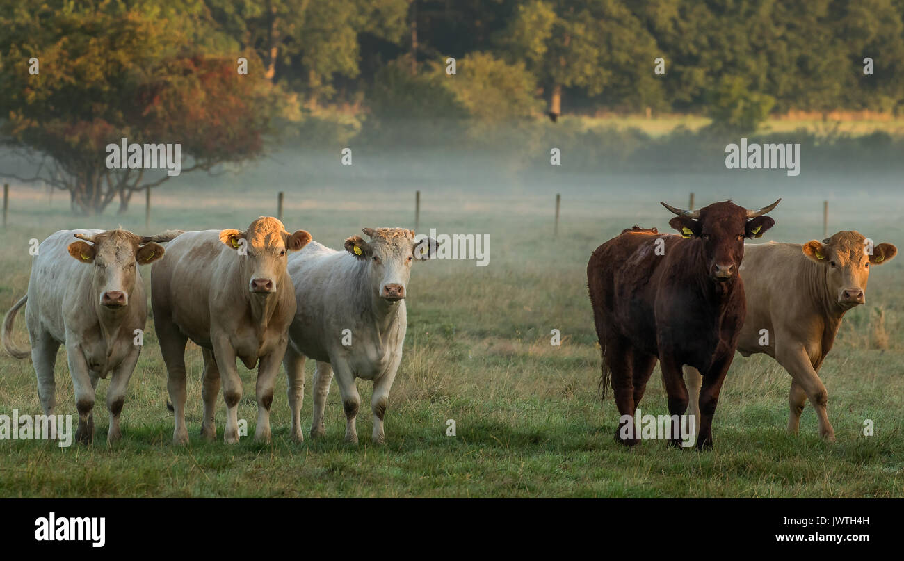 Limousin bulls -Fotos und -Bildmaterial in hoher Auflösung – Alamy
