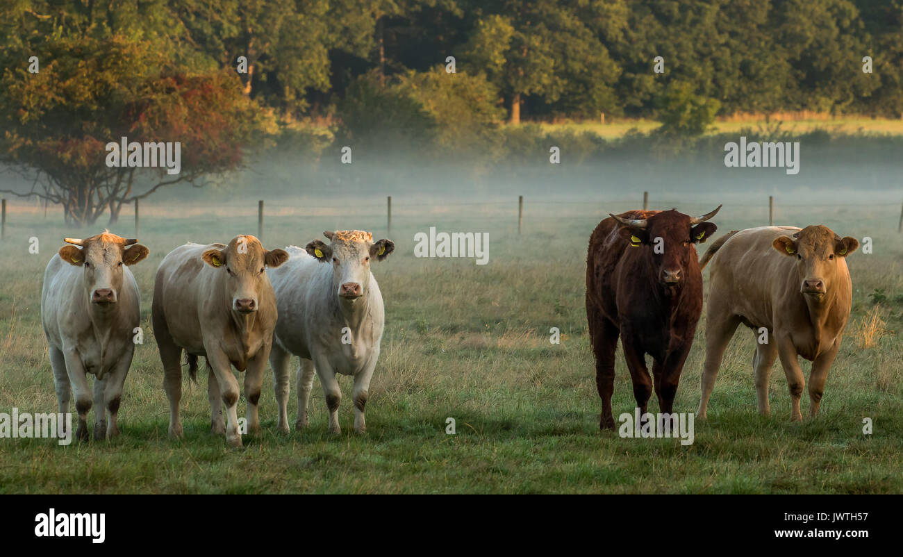 Limousin bulls -Fotos und -Bildmaterial in hoher Auflösung – Alamy