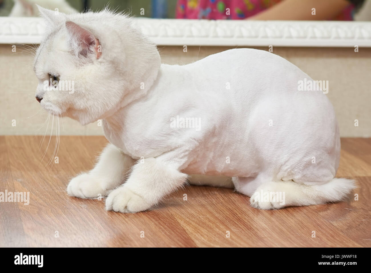 Seitenansicht katze -Fotos und -Bildmaterial in hoher Auflösung – Alamy