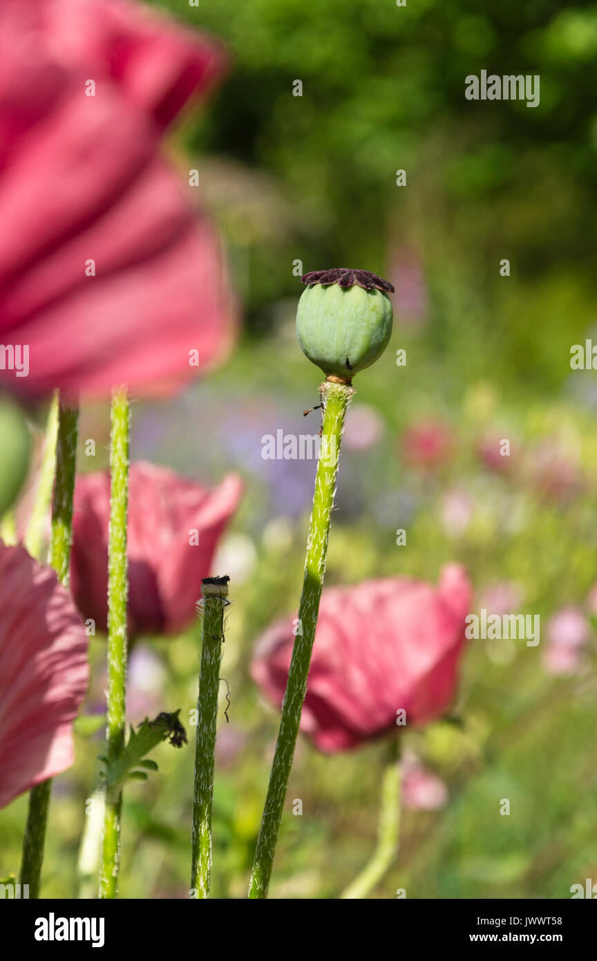 Orientalischer Mohn (Papaver orientale 'Marlene' Stockfotografie - Alamy