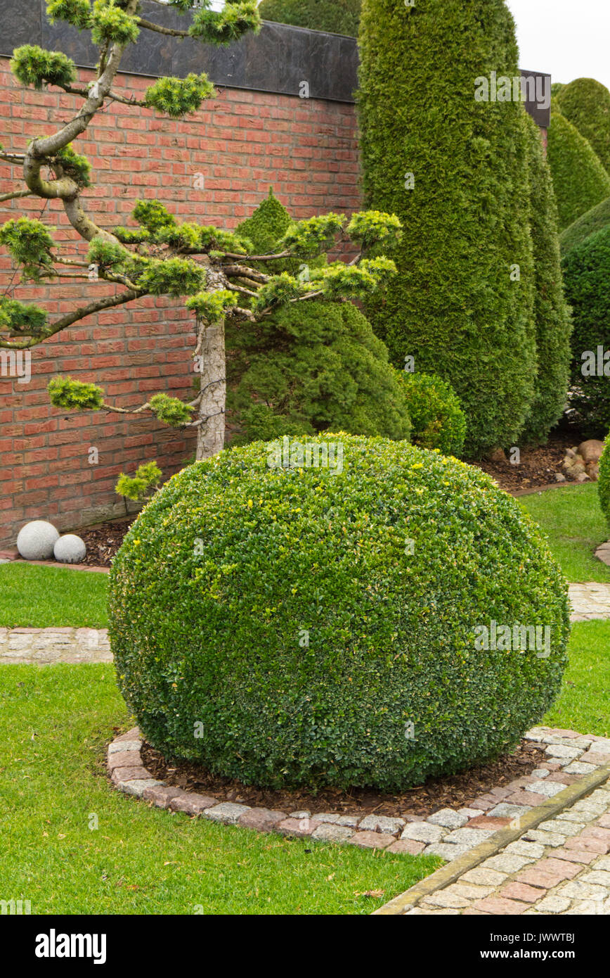 Common garden shrubs -Fotos und -Bildmaterial in hoher Auflösung – Alamy