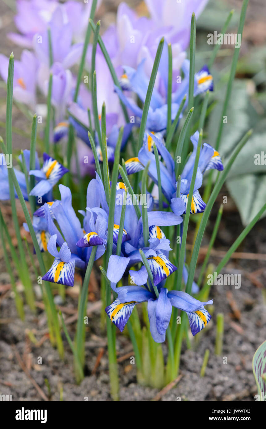 Iris reticulata gordon -Fotos und -Bildmaterial in hoher Auflösung – Alamy