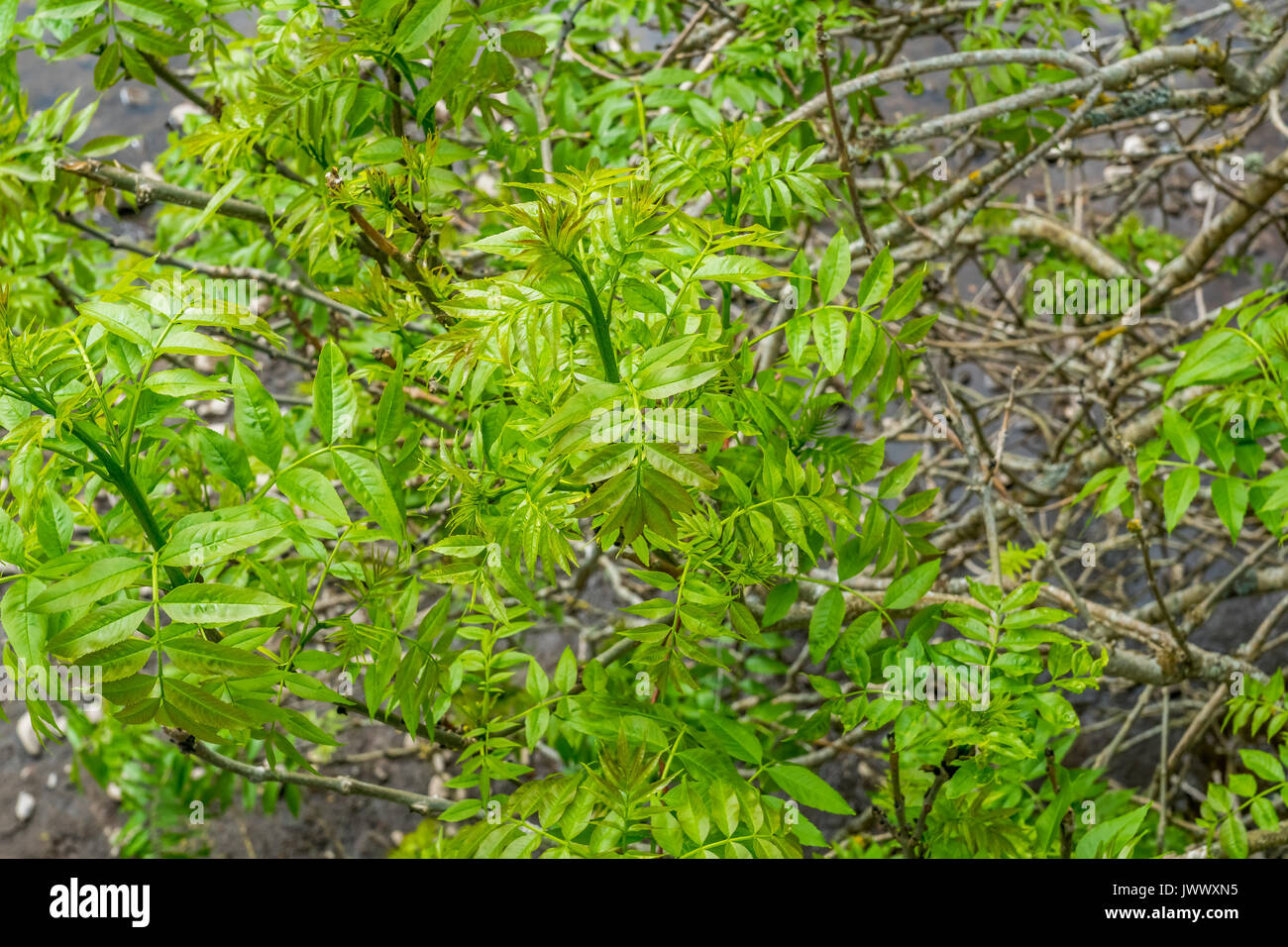 Esche ast -Fotos und -Bildmaterial in hoher Auflösung – Alamy