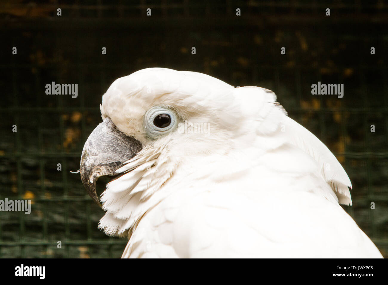 Weiße Kakadus (Cacatua alba), oder dem Dach Kakadu, eine mittelgroße ... Weiße Kakadus (Cacatua alba), oder dem Dach Kakadu, eine mittelgroße ...