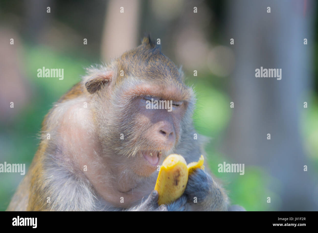 Peeling banane -Fotos und -Bildmaterial in hoher Auflösung – Alamy