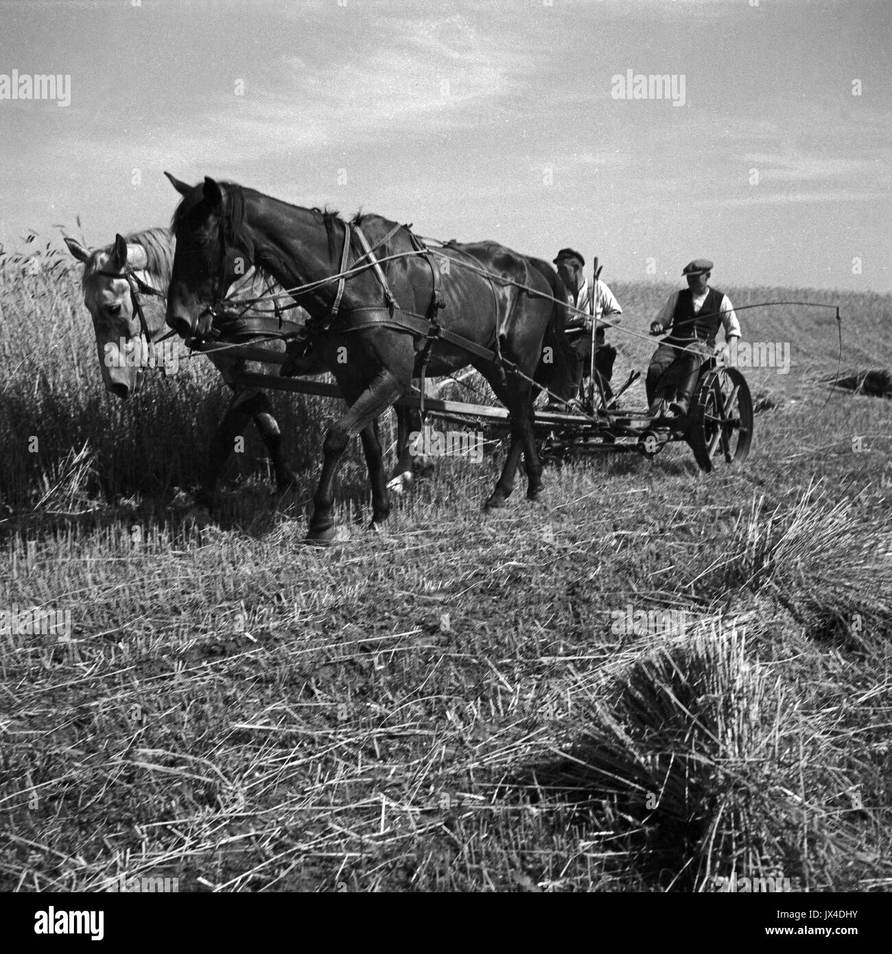 Farmers Harvesting Horses Stockfotos und -bilder Kaufen - Alamy