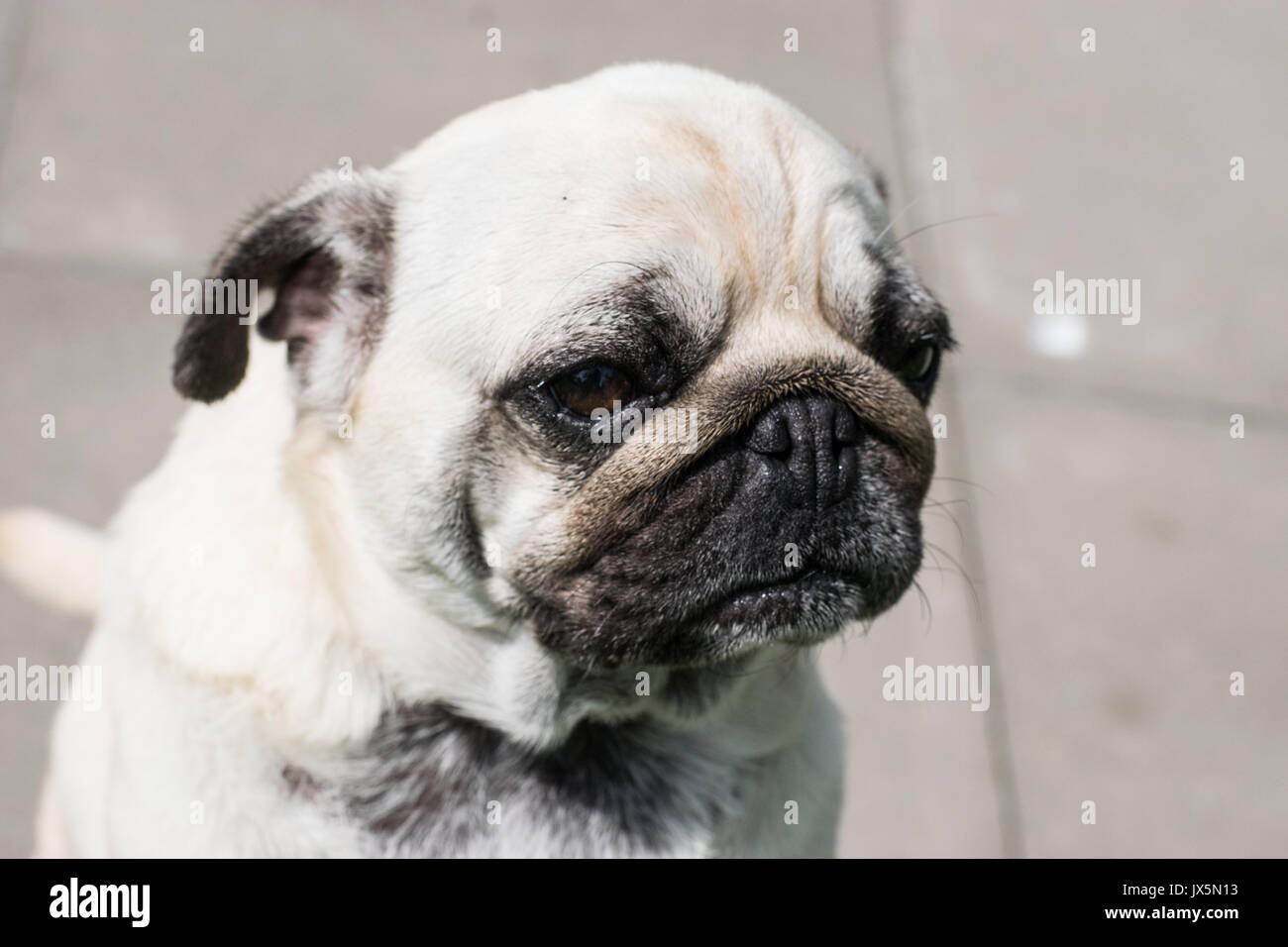 Der mops ist eine kleine hunderasse mit falten -Fotos und -Bildmaterial ...