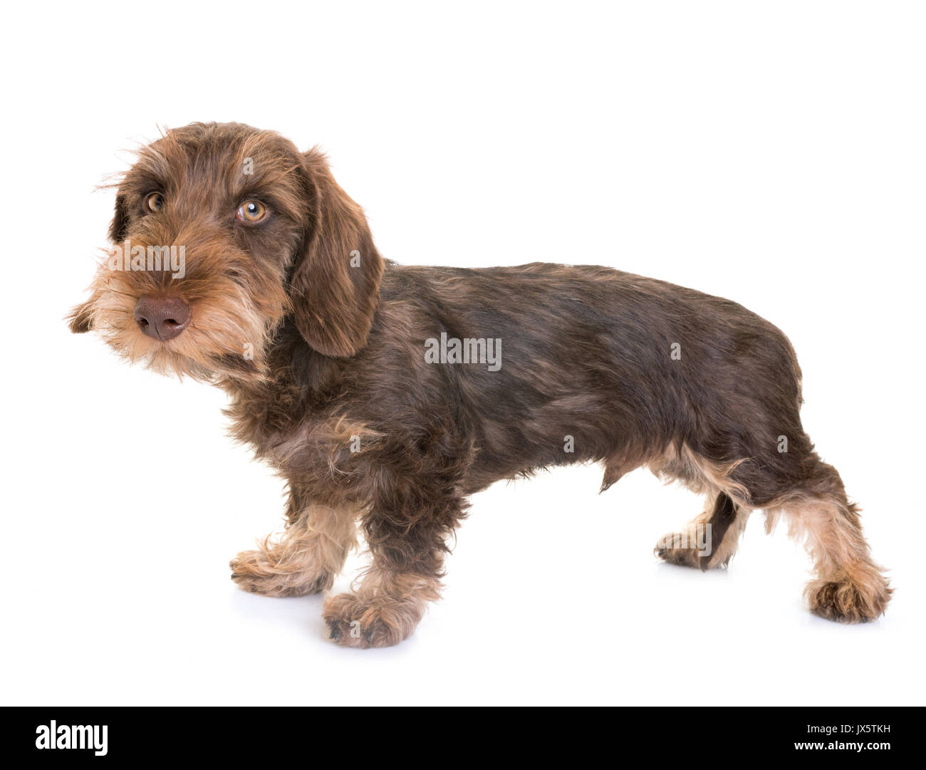 Kleiner arlequin -Fotos und -Bildmaterial in hoher Auflösung – Alamy