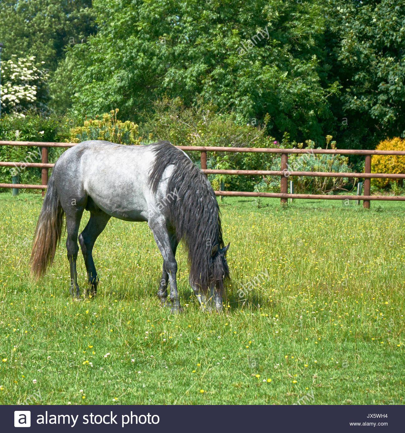 Graues Pony Stockfotos & Graues Pony Bilder - Alamy